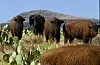 CNN founder Ted Turner dies, leaving a more than 1.1 million-acre land ...