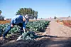 USDA declares drought disaster in all New Mexico counties, offering ...
