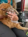Four people displaced, two cats rescued after house fire in NW Albuquerque