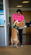 Choco the hospital facility dog | | abqjournal.com