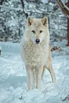 Highway Wolves, Wild Spirit Wolf Sanctuary team up | Lifestyle ...
