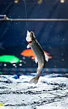 Photos: A fintastic weekend at the New Mexico Outdoor Adventures ...