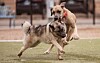 City of Albuquerque plans to double number of dog parks. Here's the map ...